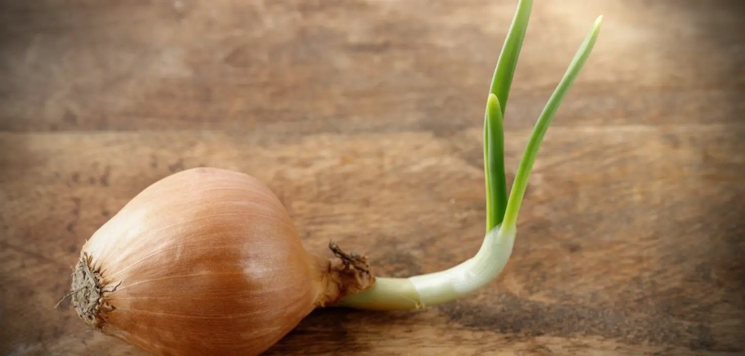 Peut-on vraiment manger un oignon germé ? Ce que disent les experts ...